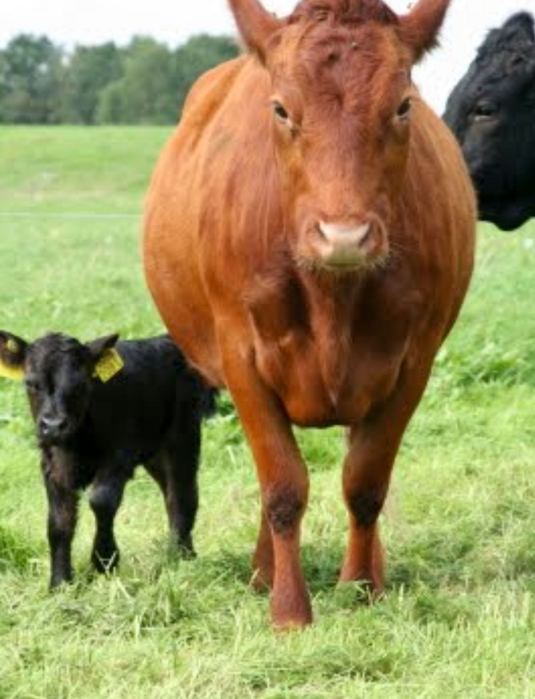 Zwart Kalfje Vermist! - Weblog Staphorst Rouveen