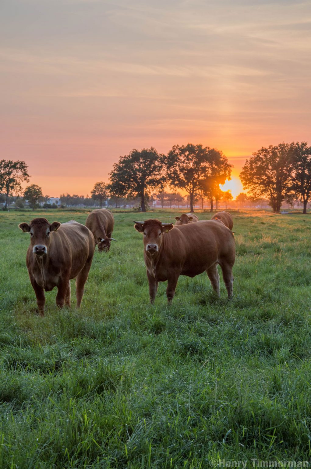 Cows in Sunset (foto van de dag) - Weblog Staphorst Rouveen
